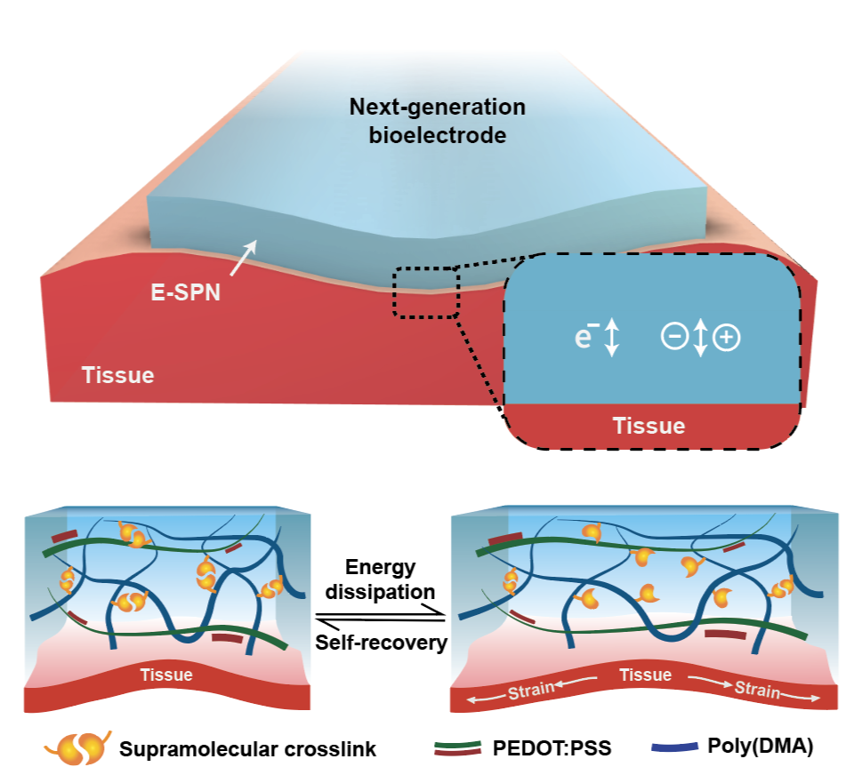 Tissue-mimetic supramolecular polymer networks for bioelectronics ...