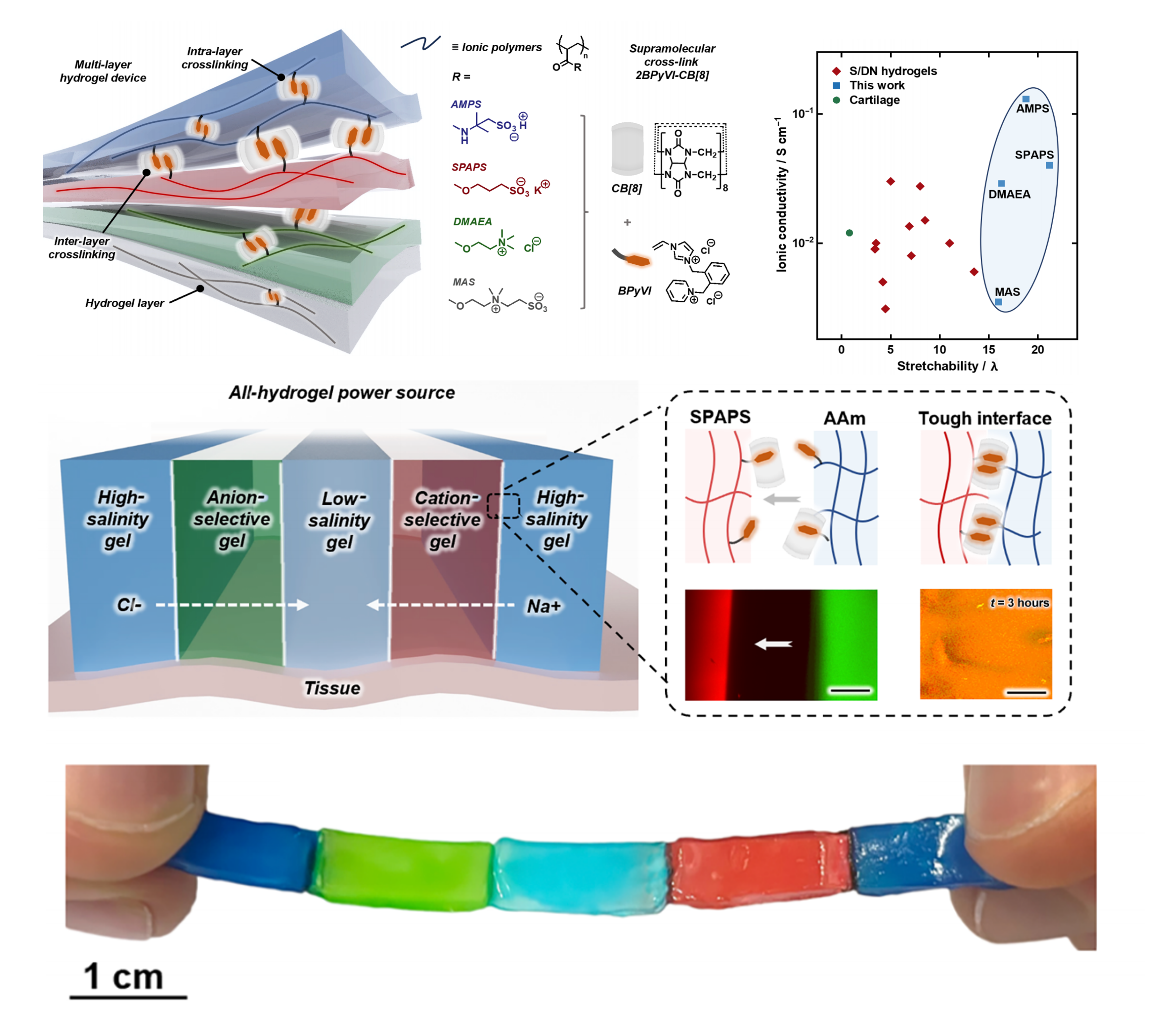 Highly stretchable dynamic hydrogels for soft multilayer electronics ...