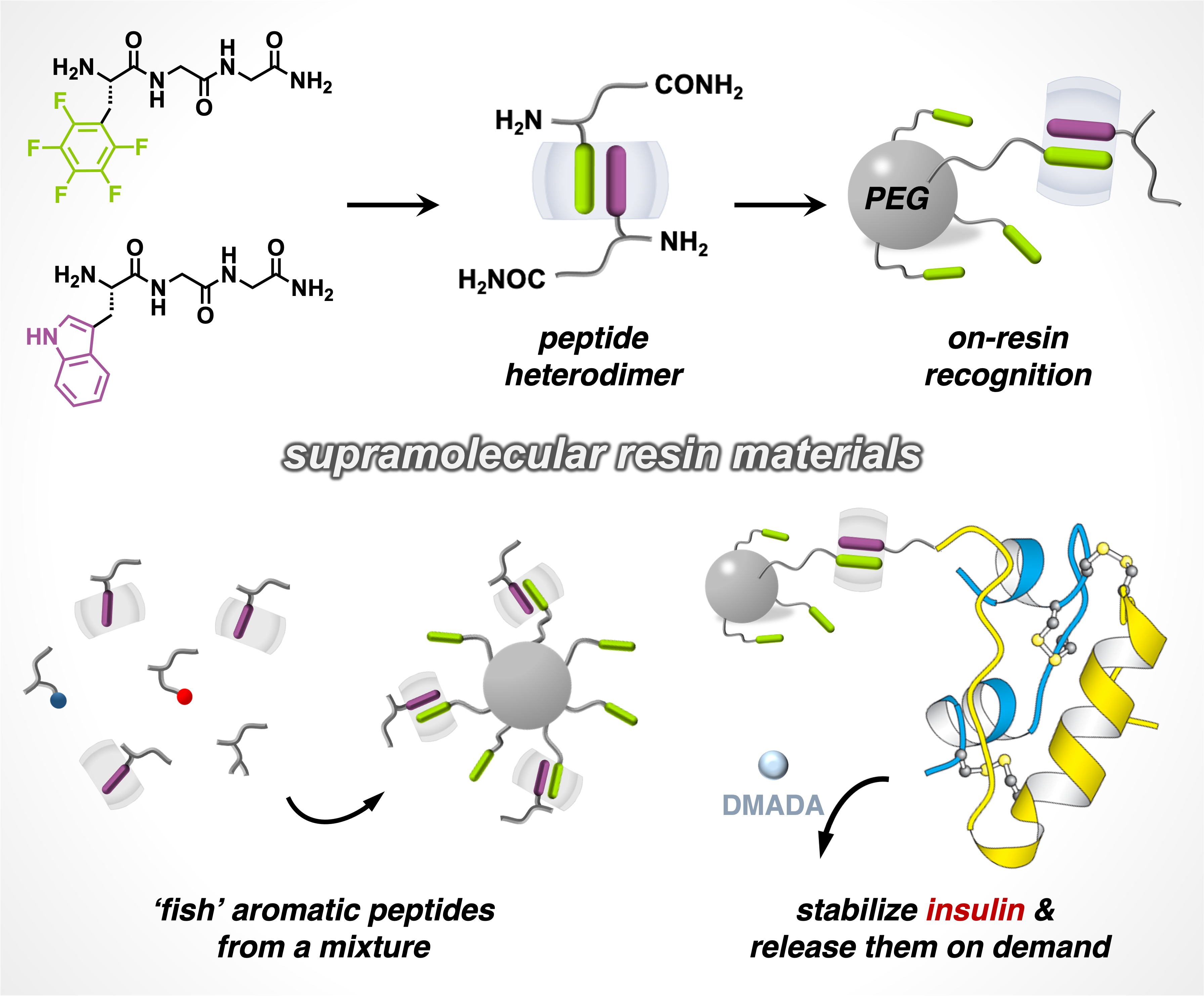 On-resin recognition of aromatic oligopeptides and proteins through ...
