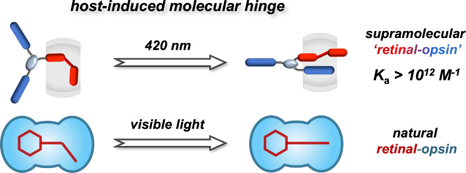Biomimetic entropy-dominant molecular hinges with picomolar affinity ...